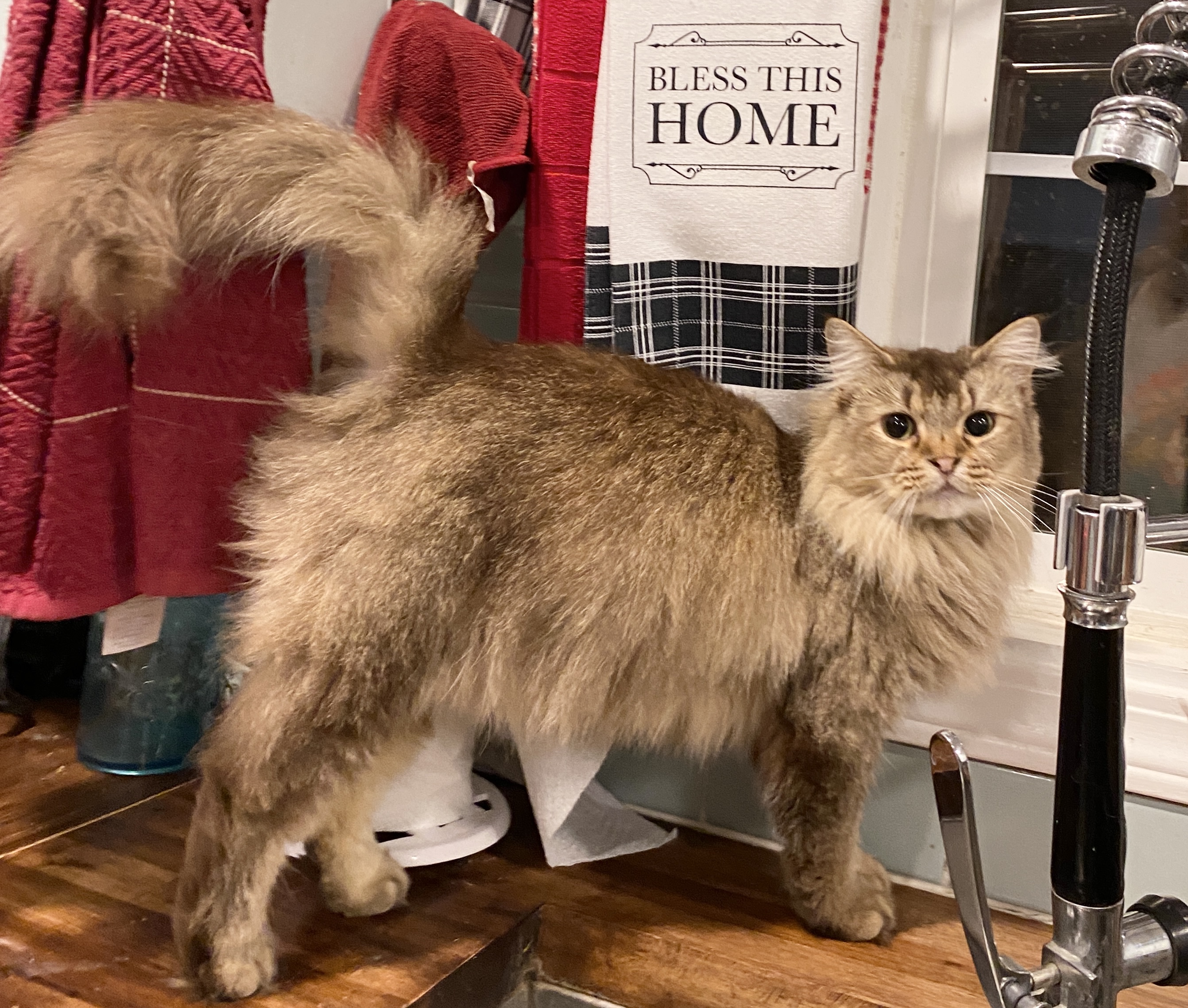 Home [ragdollsnw.com]